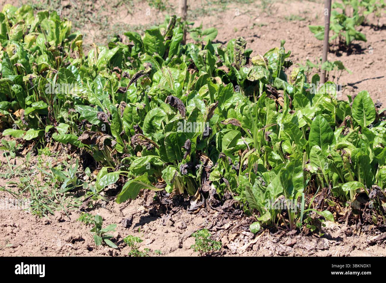 Swiss chard Beta vulgaris, also called silver beet and leaf beet, forms ...