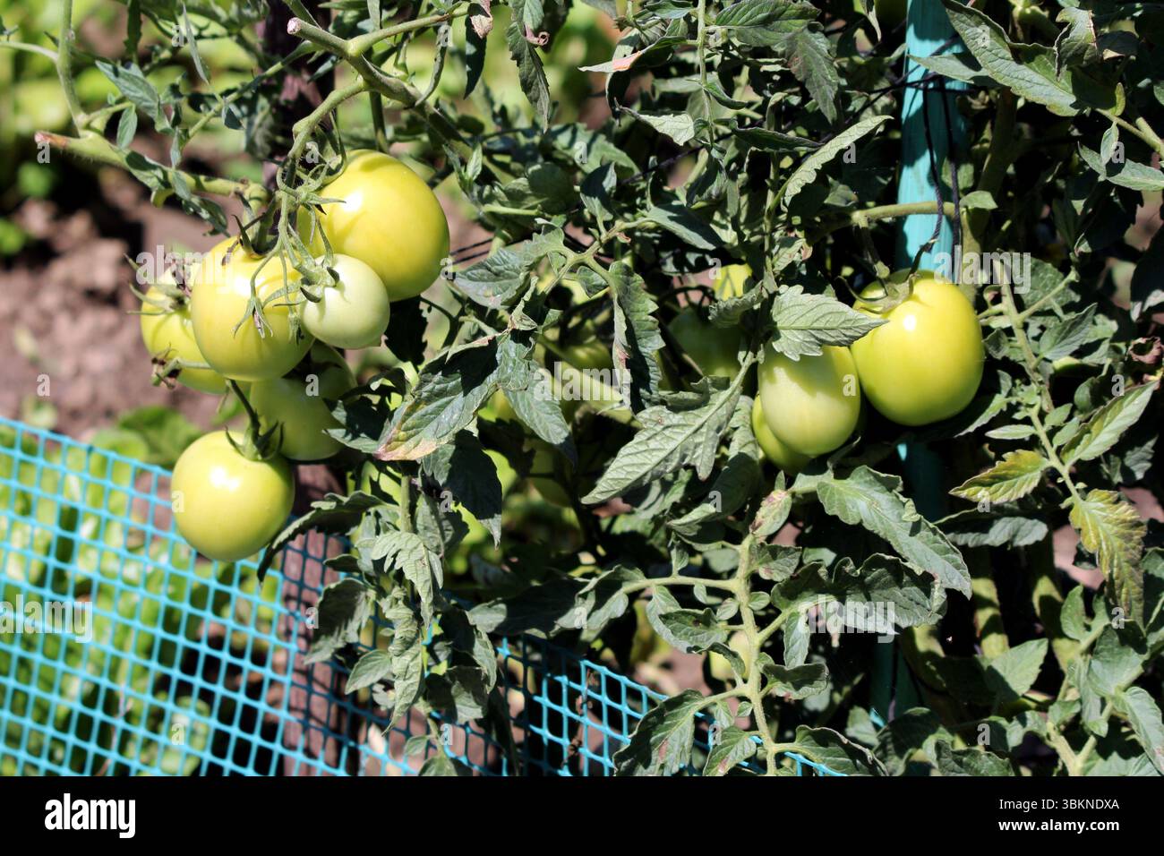 Tomato Solanum lycopersicum, also called garden tomato and love apple ...