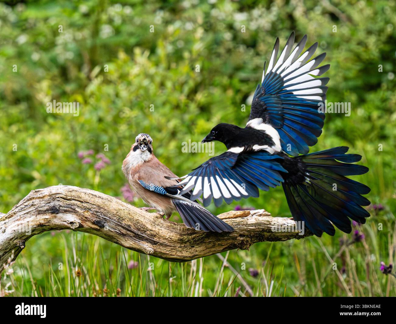 A jay and a magpie have a spat in summer in mid Wales Stock Photo - Alamy