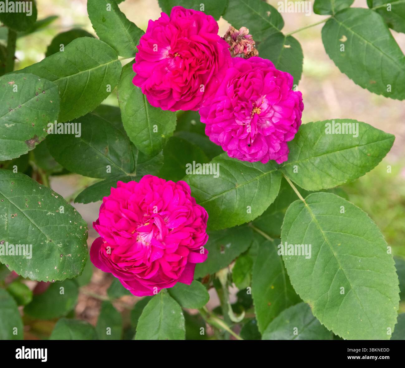 Rosa 'De Resht' Stock Photo - Alamy