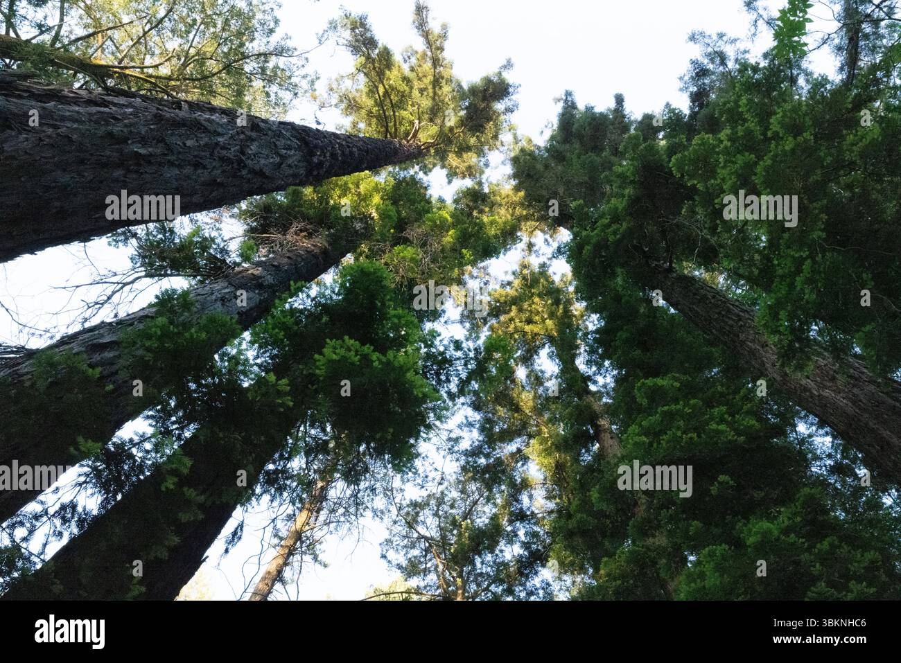 Overhanging tree branches above calm hi-res stock photography and ...