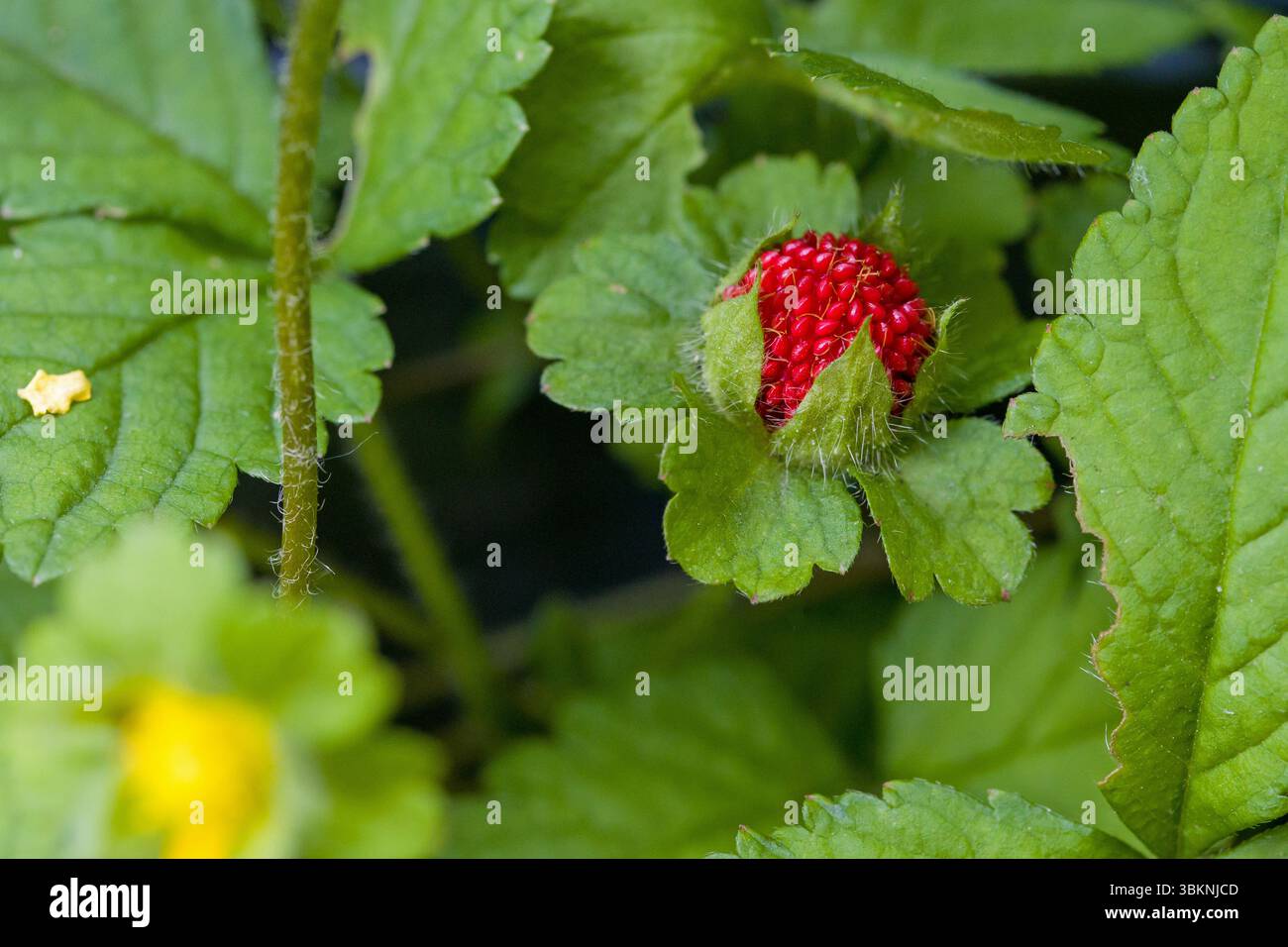 the young small red mock strawberry on a bush and a yellow blossom used ...