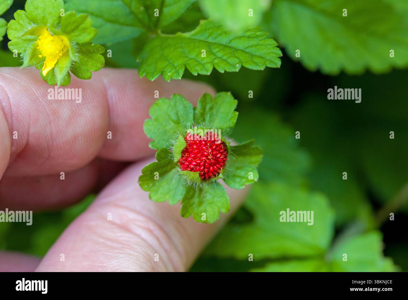 a hand examines the young small red mock strawberry on a bush and a ...