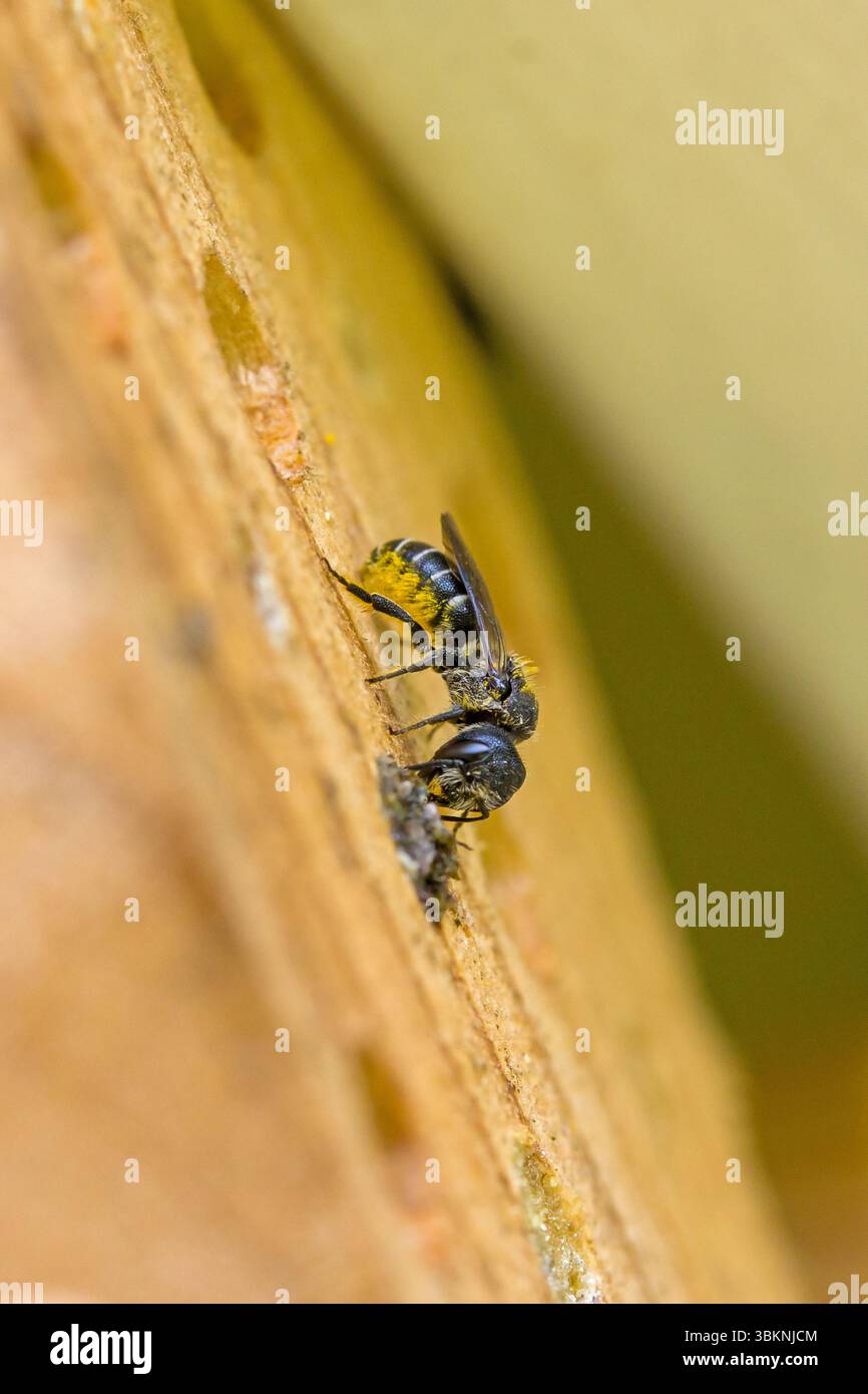 a small black wild bee heriades with yellow pollen on its belly at an ...