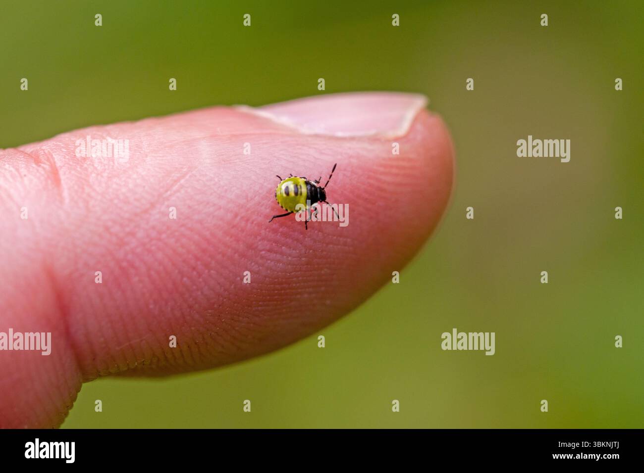 a small black and green 2nd instar nymph green shield bug on a finger ...