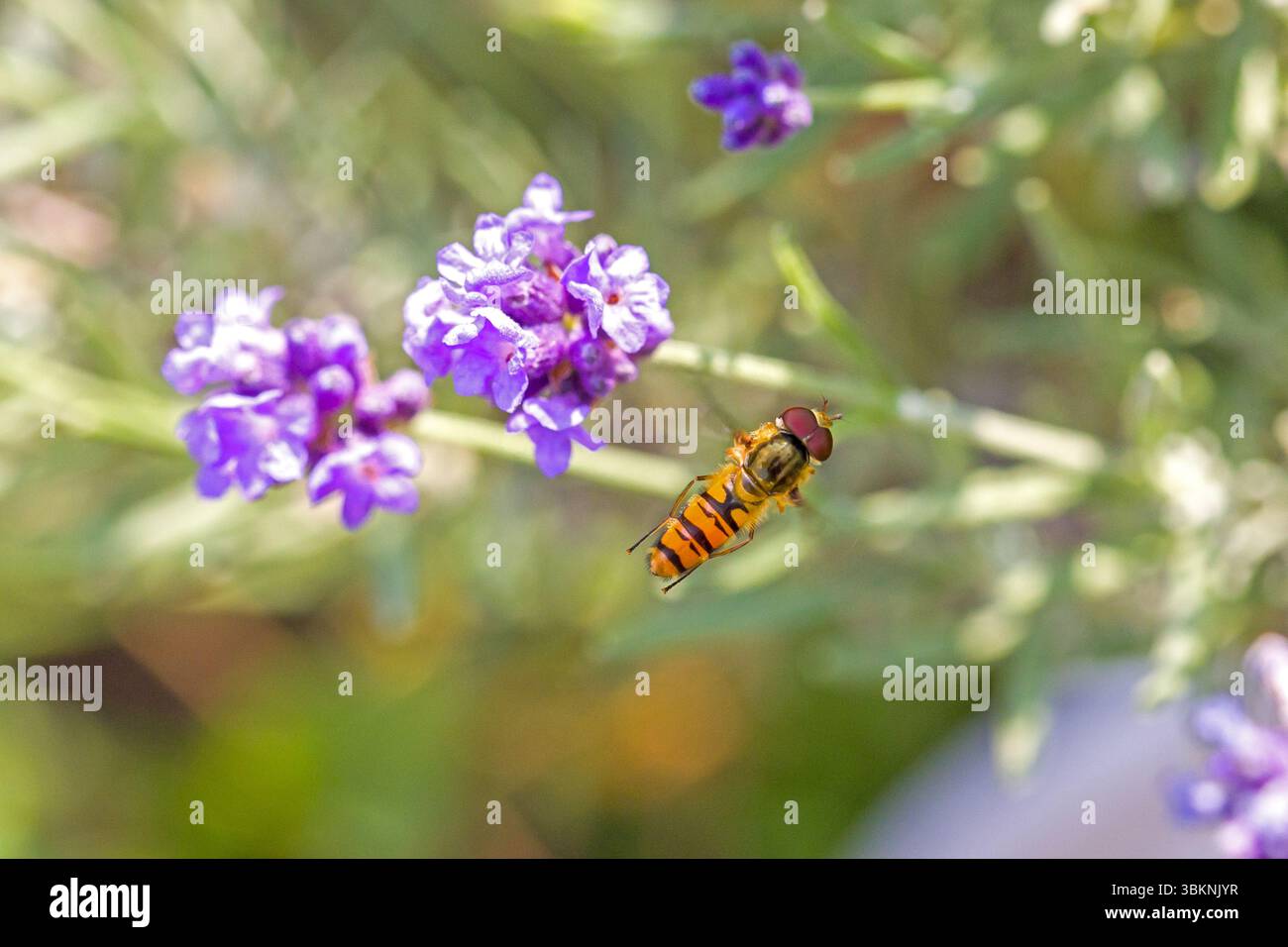 an orange black marmelade hoverfly with large red compound eyes flies ...