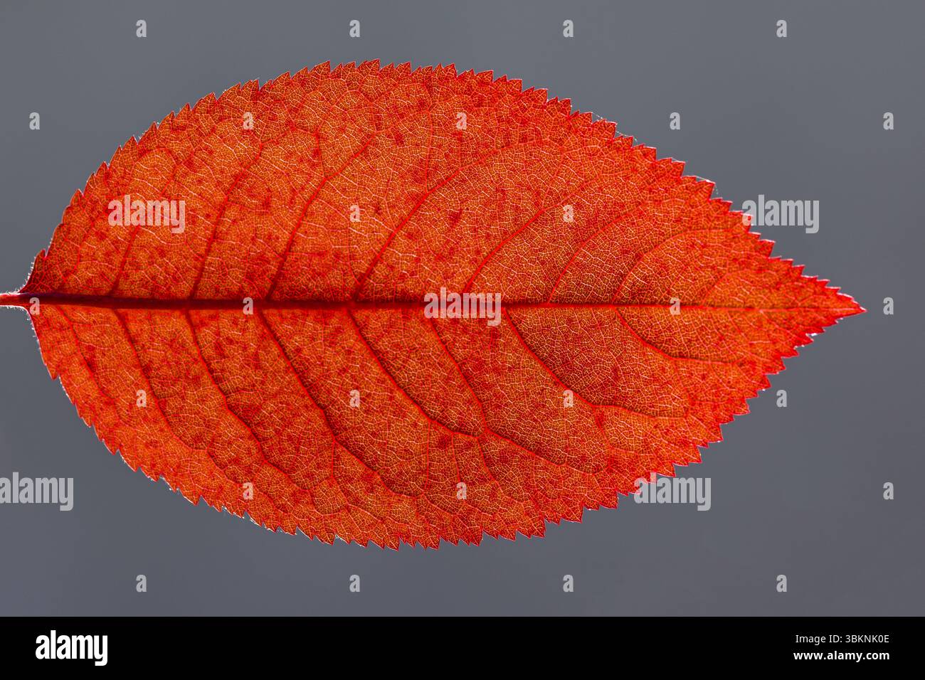 close-up view of a red cherry blum leaf in sunlight with the structure ...