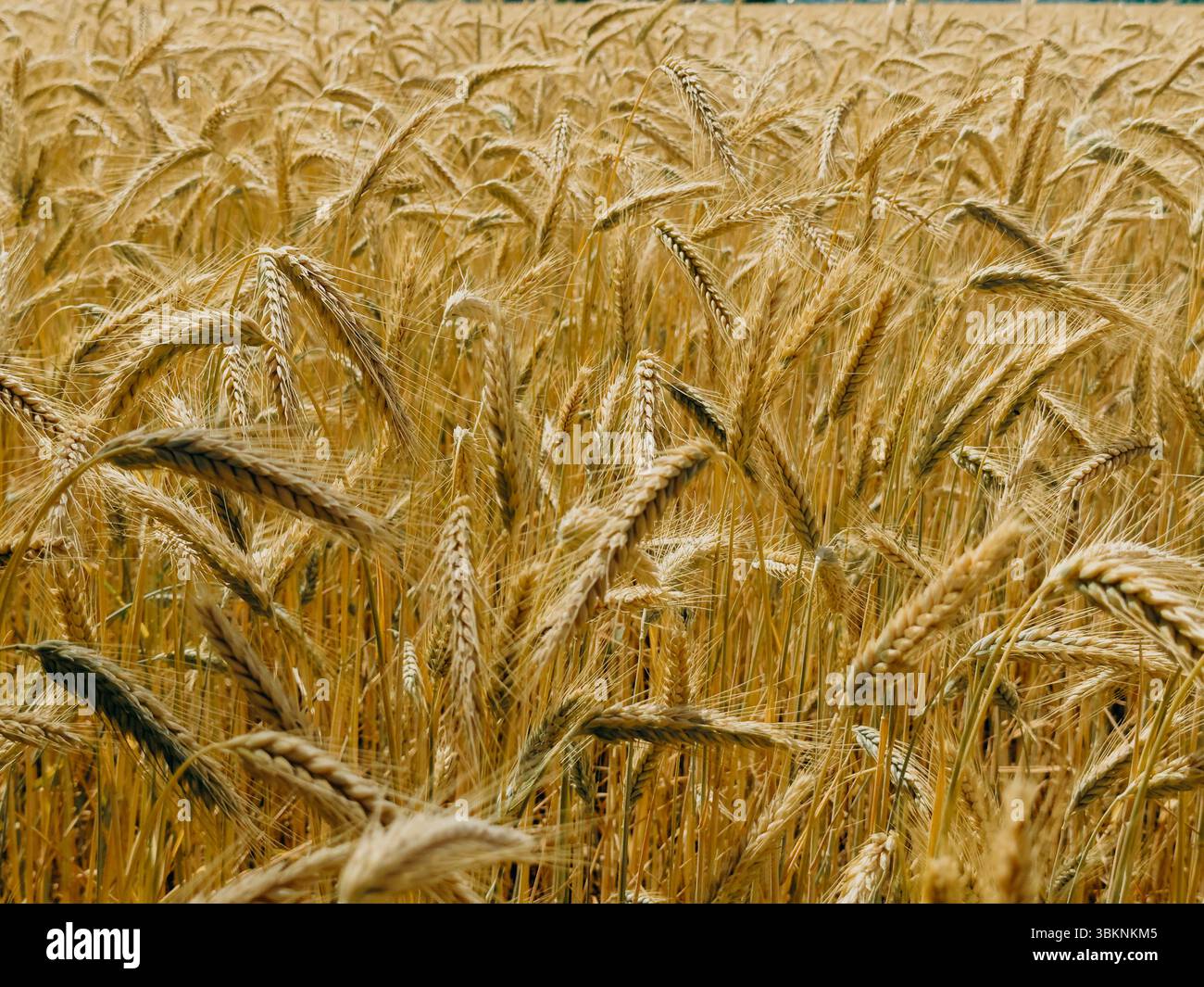 Dense golden wheat field with ripe ears of grain, waving under the ...