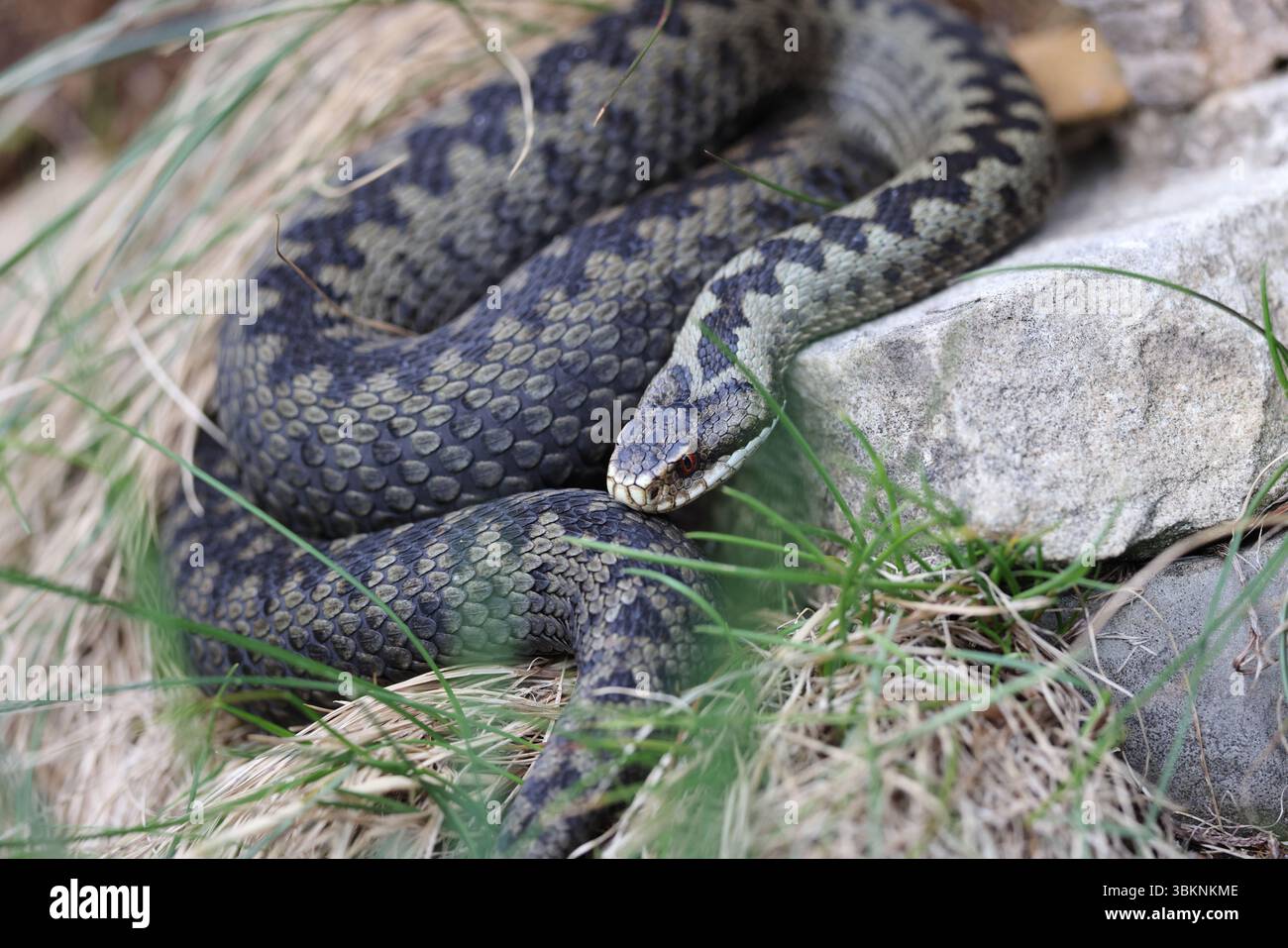 Female Adder (vipera berus), Trough of Bowland, Lancashire, UK. The UK ...