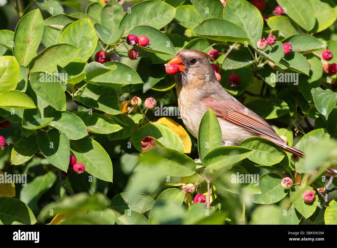 Female Northern Cardinal Feeding With Amelanchier Canadensis Bilberry