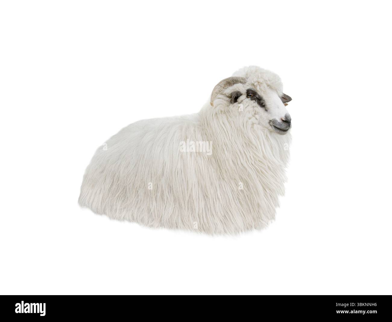 Sheep on farm looking Cut Out Stock Images & Pictures - Alamy