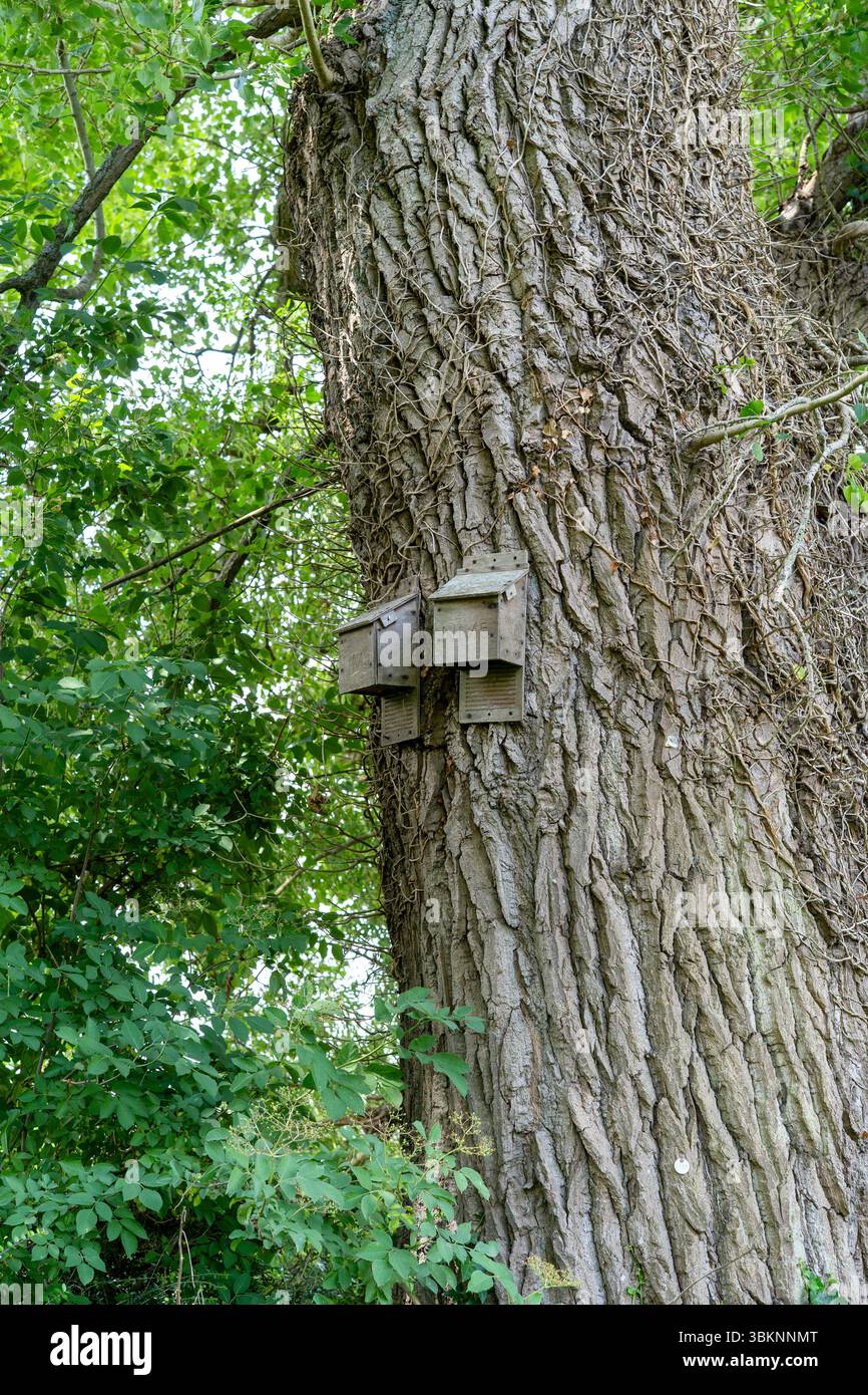 Bat box boxes tree hi-res stock photography and images - Alamy