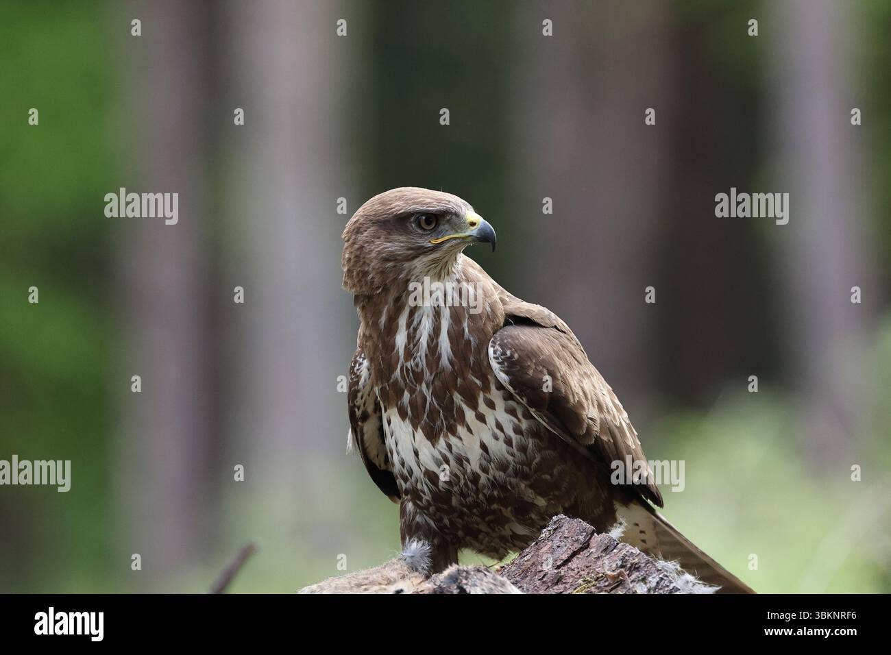 Common buzzard (buteo buteo), North Lancashire, UK. Fairly common ...