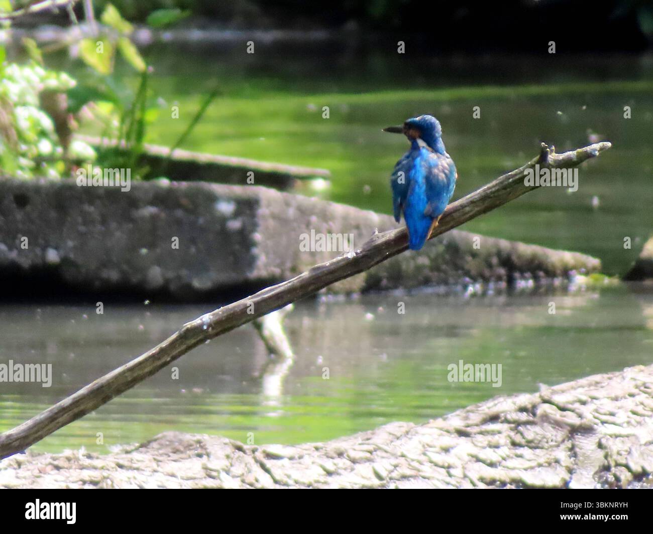 der fliegende Diamant - sso der volkstuemliche Name fuer den Kleinen ...