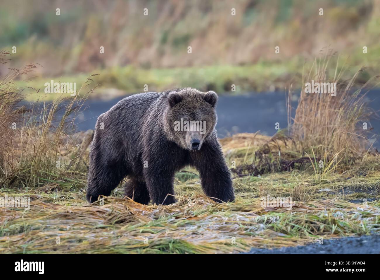 Male bear staring down another young bear walking by off camera Stock ...