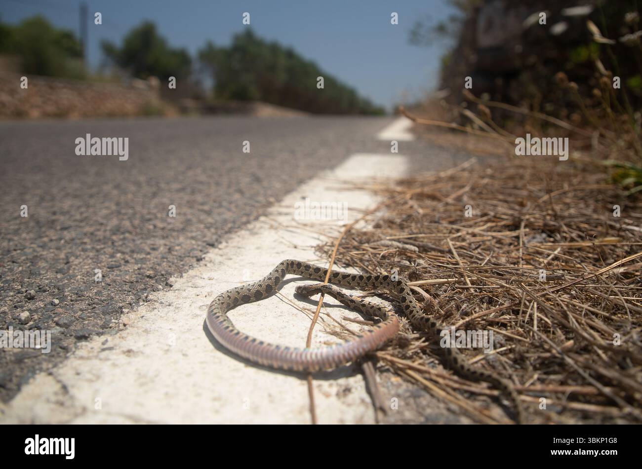 22 June 2025, Spain, Ariany: A dead snake lies on the road in Ariany ...