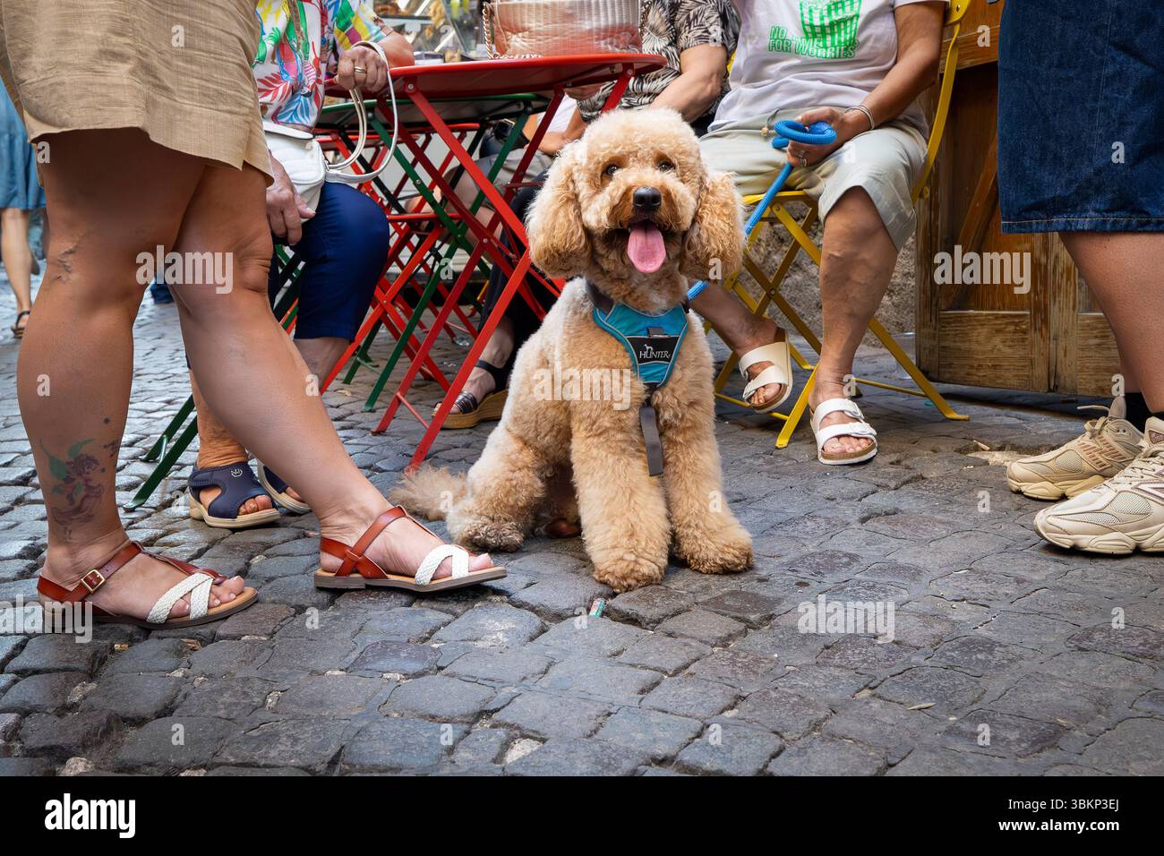 City life in Naples, Italy Naples, Italy - June 19, 2026: Poodle dog ...