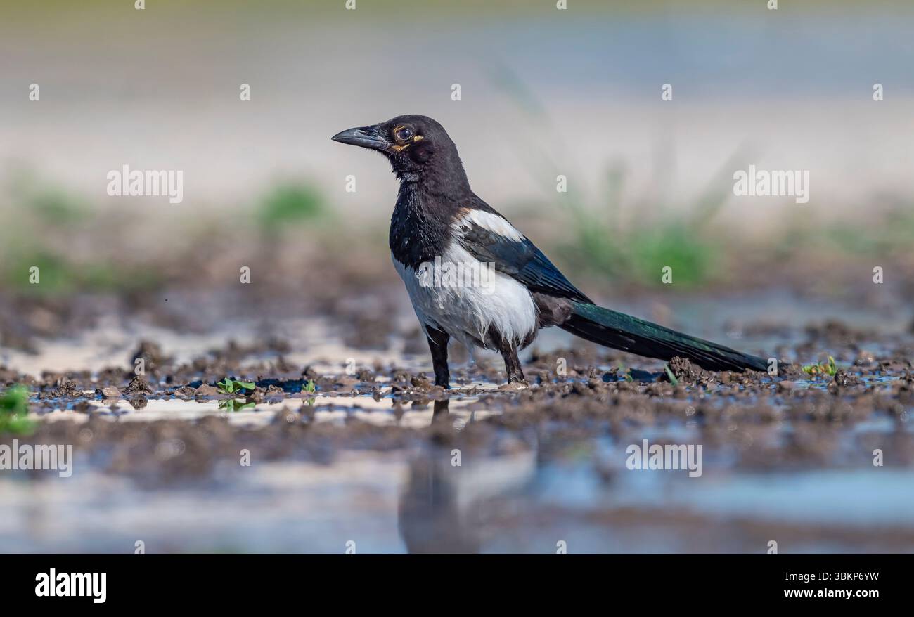 The Eurasian Magpie (Pica Pica) is one of the most intelligent birds in ...