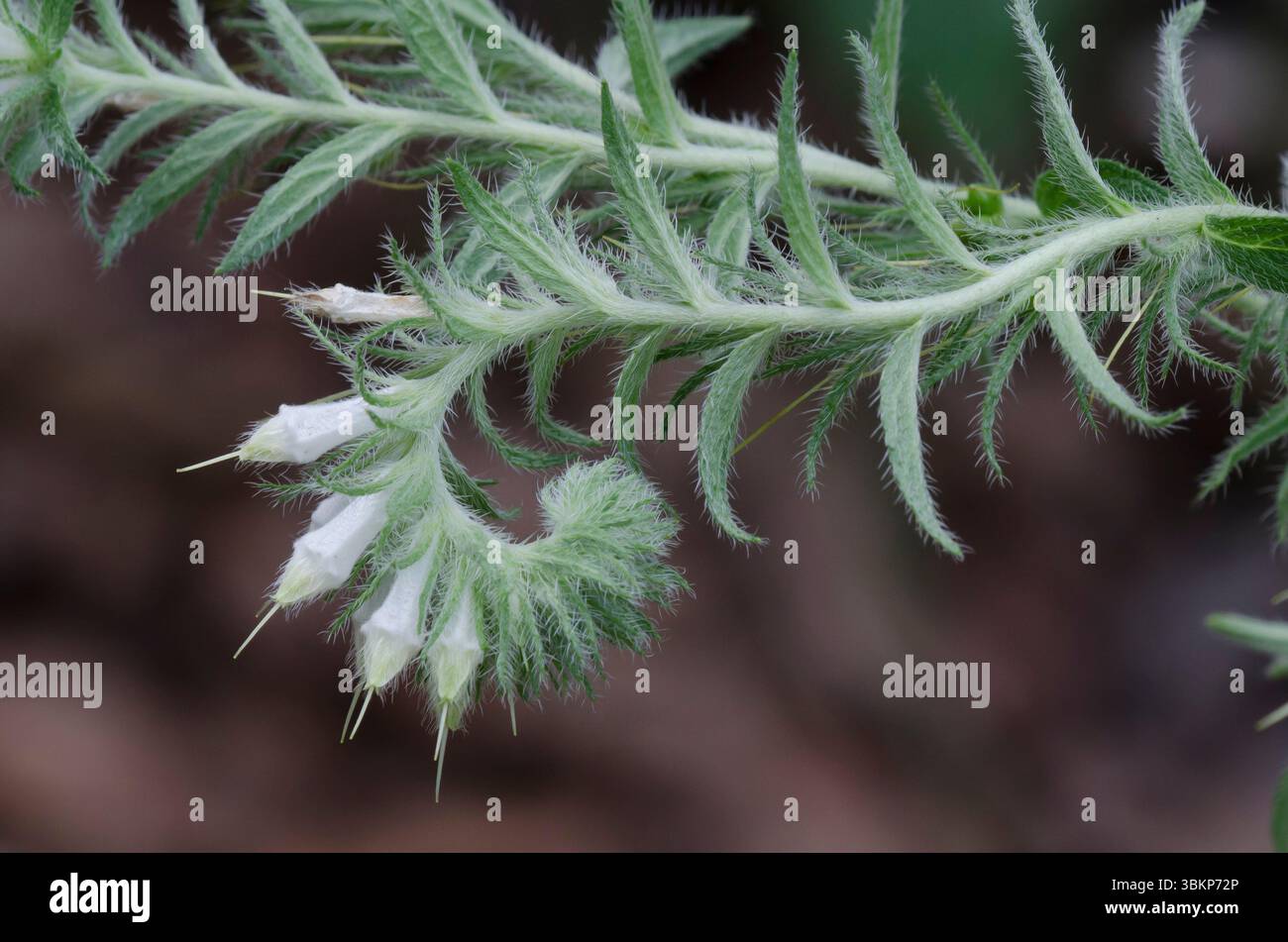 Marbleseed hi-res stock photography and images - Alamy