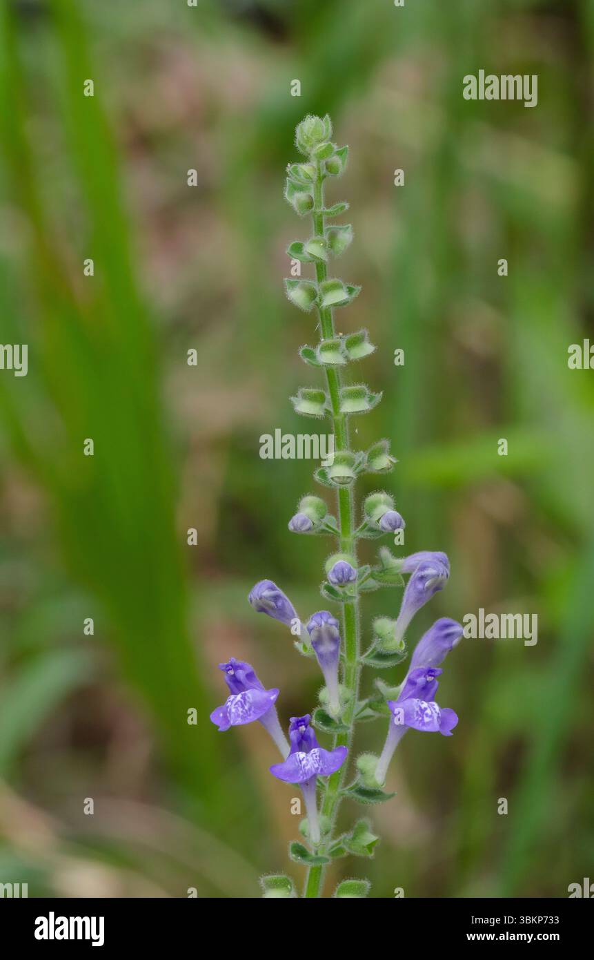 Heartleaf skullcap hi-res stock photography and images - Alamy