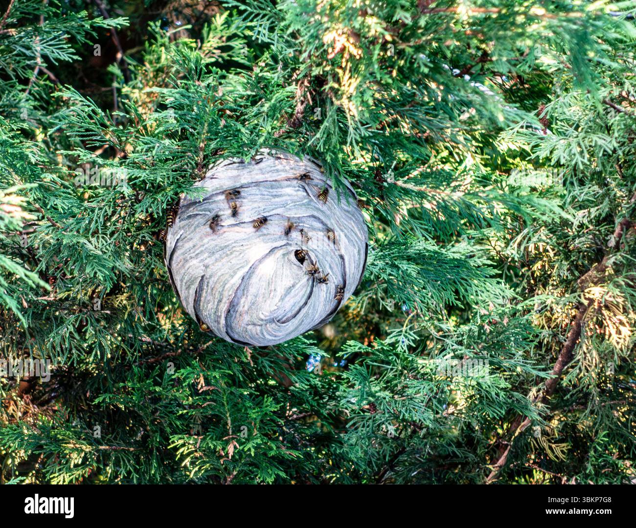 Insect architecture insects social hi-res stock photography and images ...