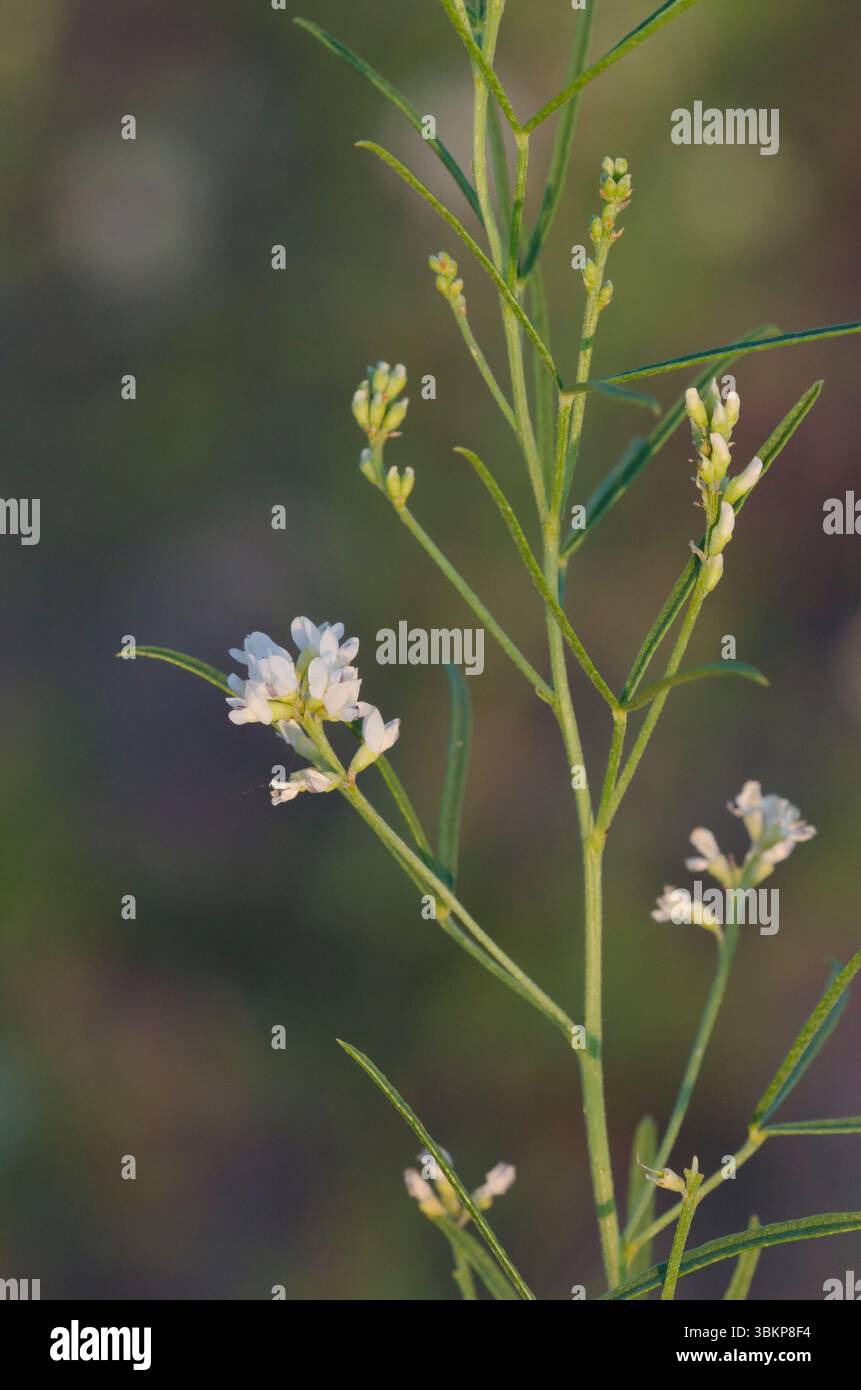 Indian breadroot hi-res stock photography and images - Alamy