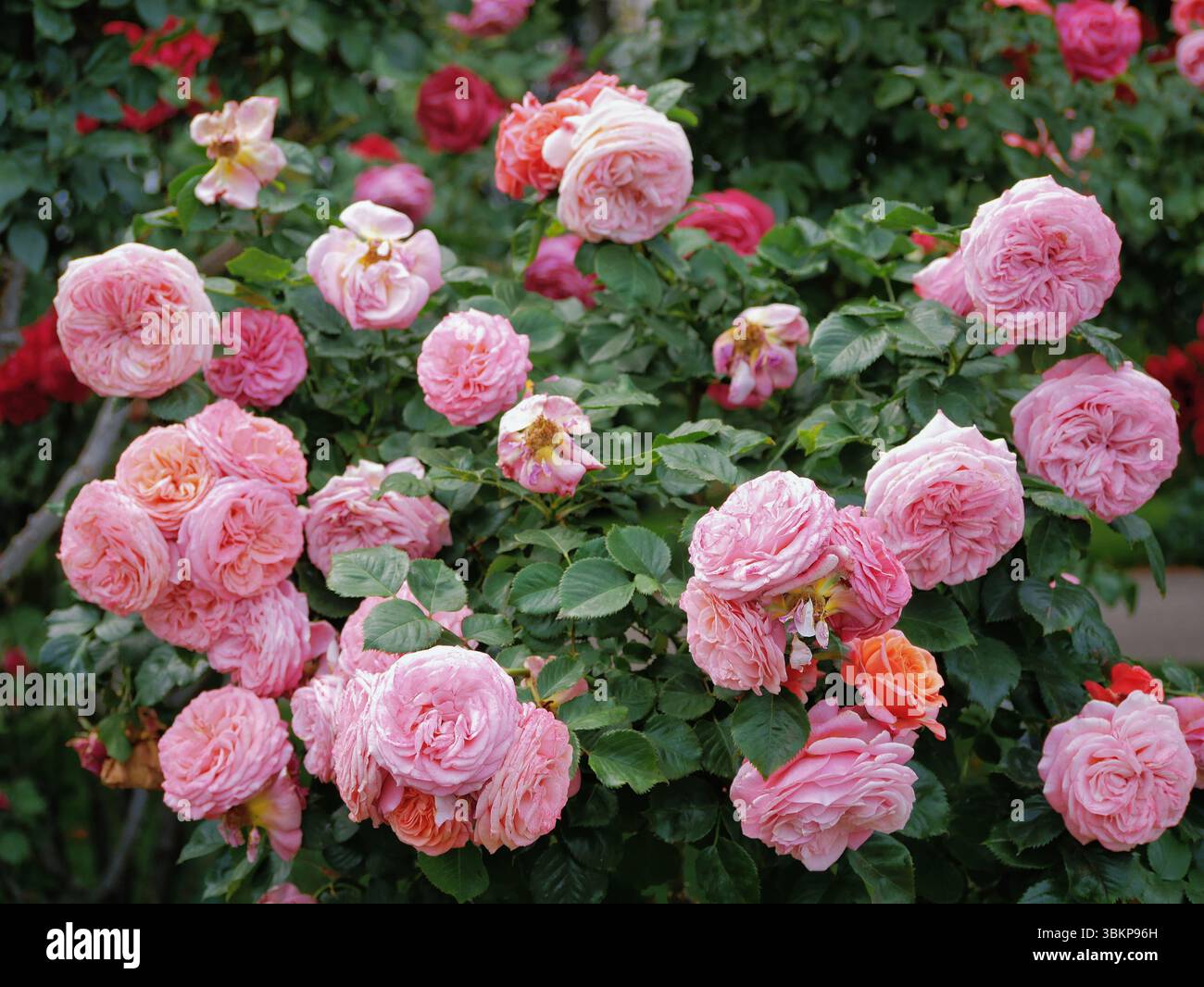 Blooming roses in Rosengarten Volksgarten in Vienna. Varietal elite ...