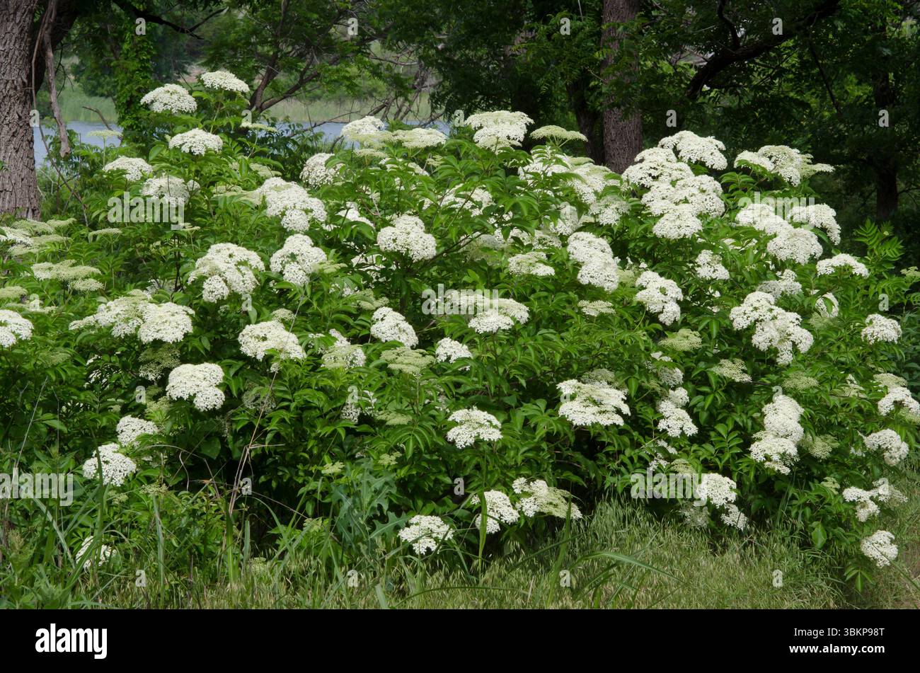 American Black Elderberry, Sambucus canadensis Stock Photo - Alamy