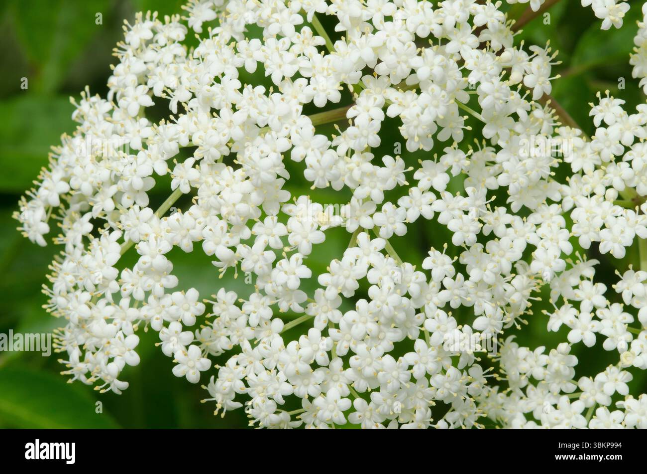 American elderberry blossoms hi-res stock photography and images - Alamy