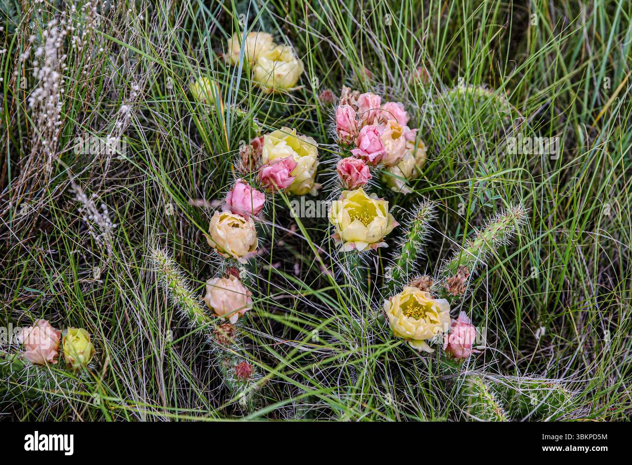 Cactus flowers in the eroded landscapes in Midland Park in Drumheller ...