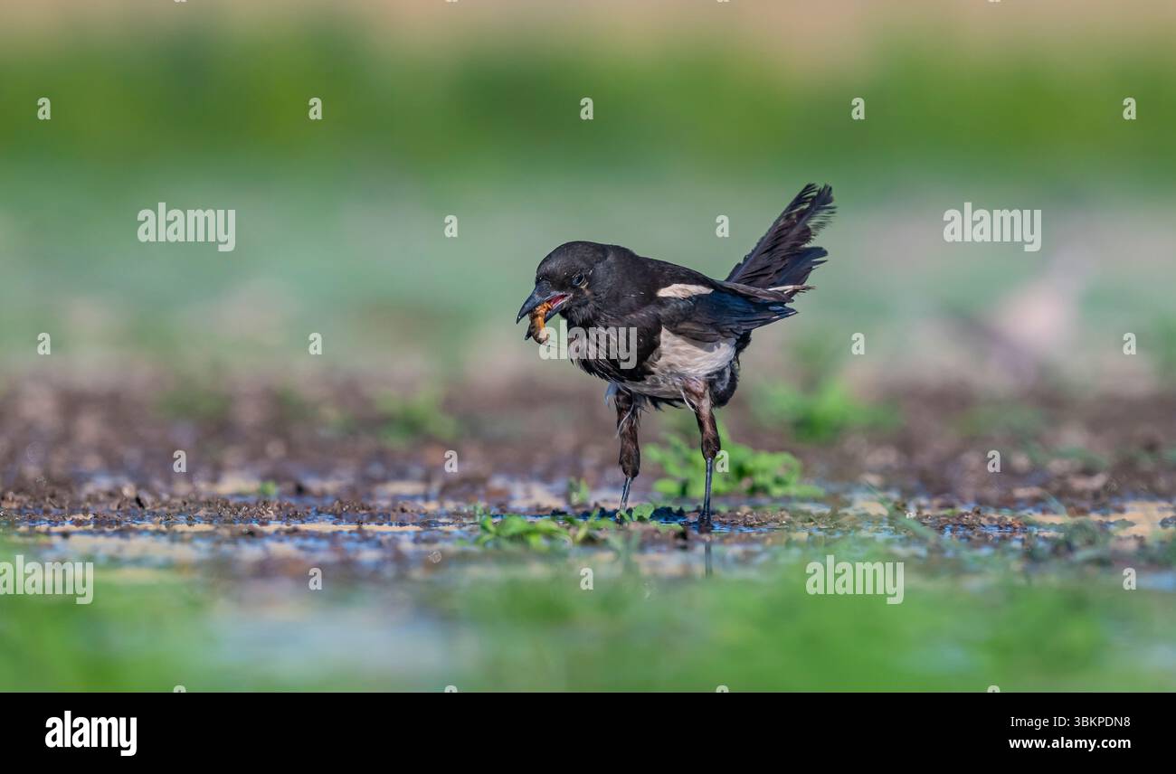 The Eurasian Magpie (Pica Pica) is one of the most intelligent birds in ...