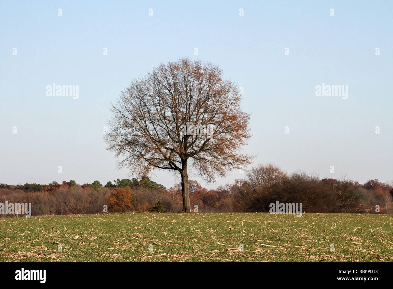 A beautiful single tree across the seasons Stock Photo - Alamy