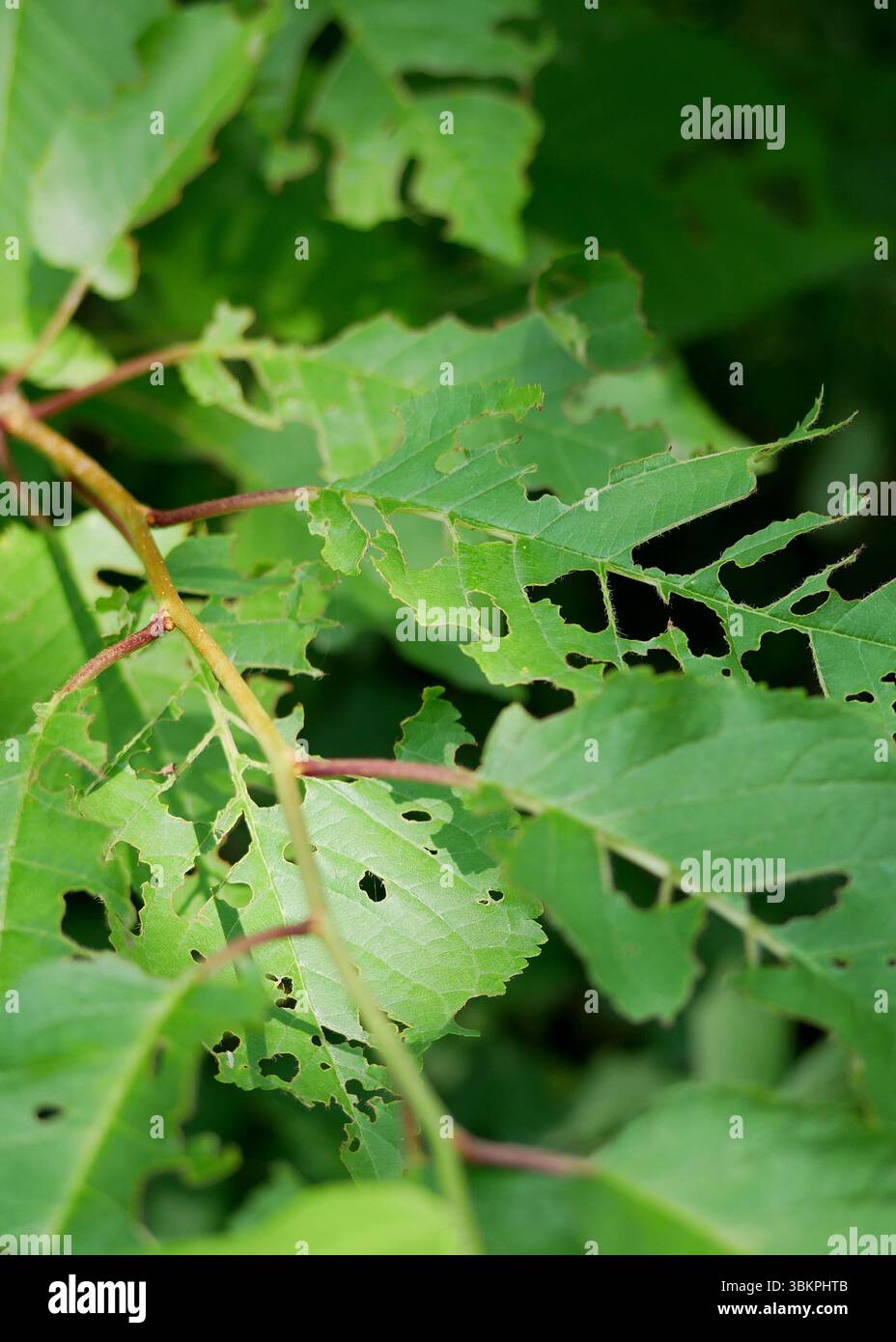 Tree leaves partly eaten by insects. The concept of gardening and plant ...