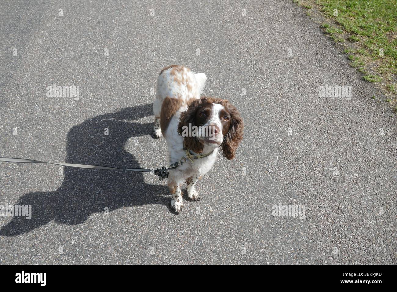 Windsor, England 28th May 2025 Dog on The Long Walk at Windsor Castle ...