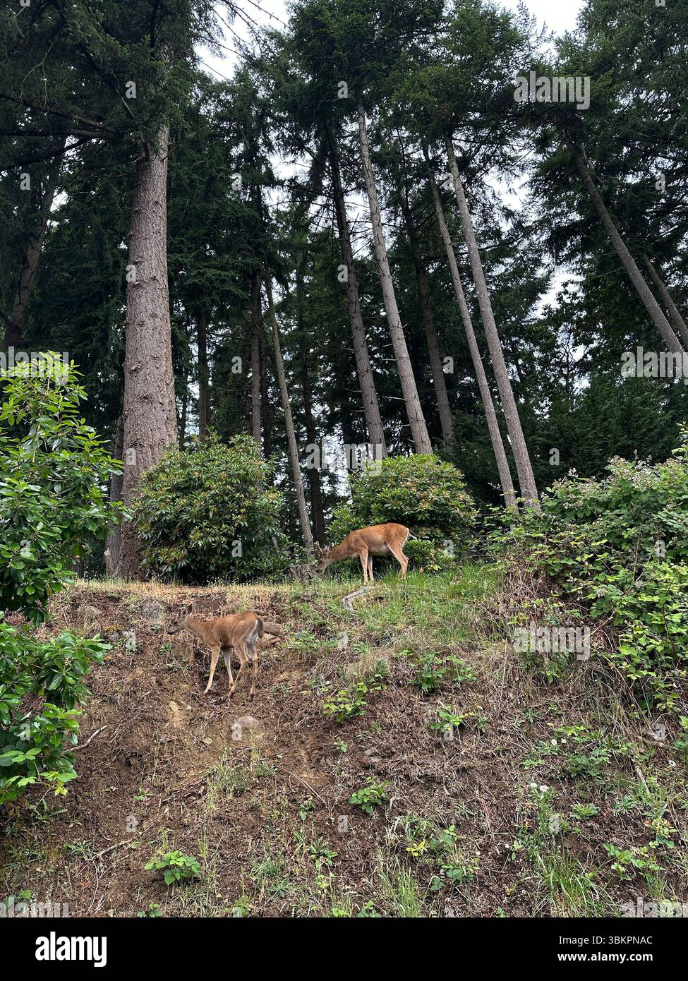 Steep forest cliff smartphone stock photos and images - Alamy
