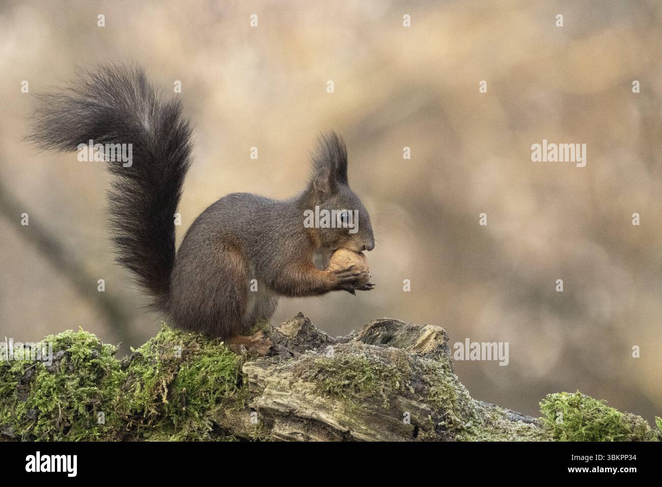 Sciurus vulgaris, italy Stock Photo - Alamy