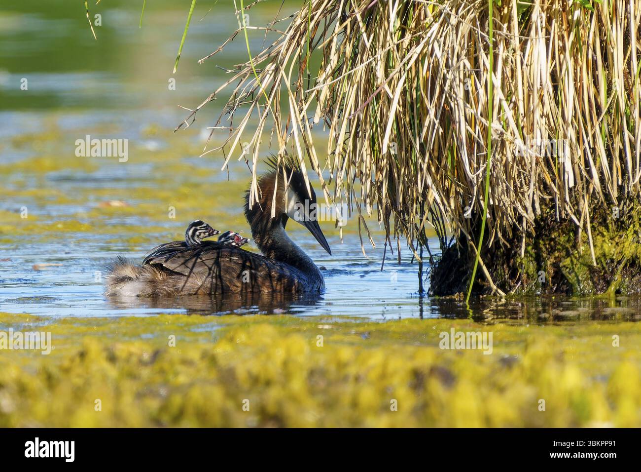 Great Crested Grebe with chicks on its back swimming under overhanging ...
