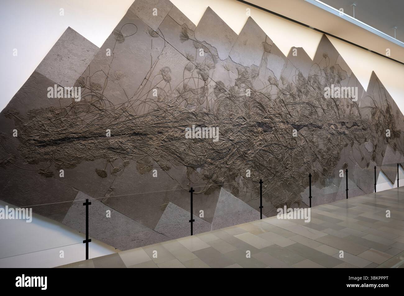 Interior photograph, Seirocrinus subangularis Miller, world's largest ...