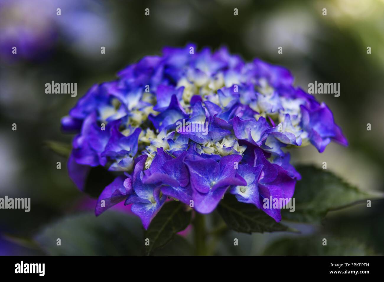 Purple and blue hydrangea flowers (Hadrangea), emphasised by their bold ...