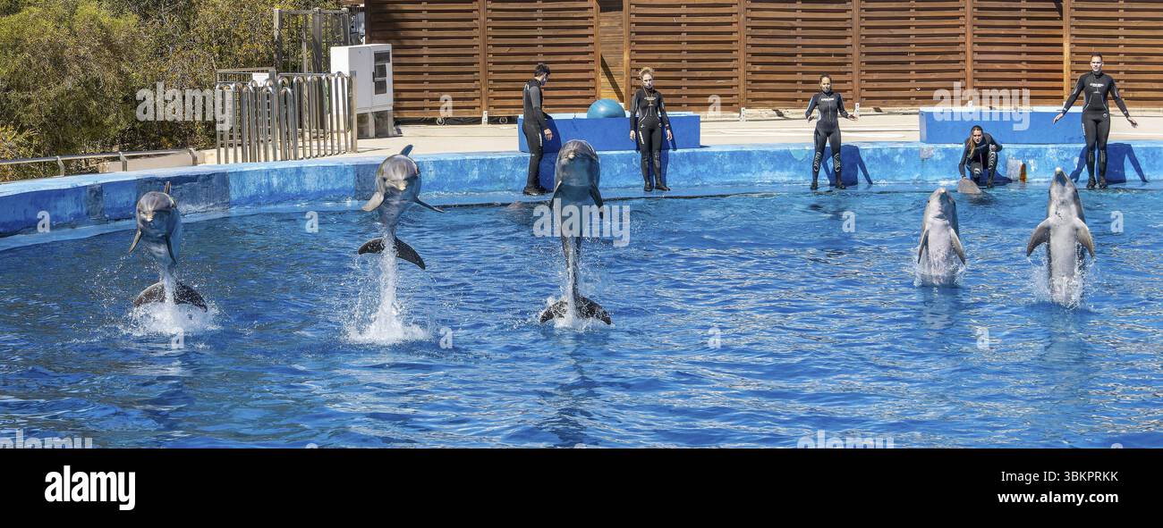 Panoramic photo of trainers and dolphins in Europe's largest ...