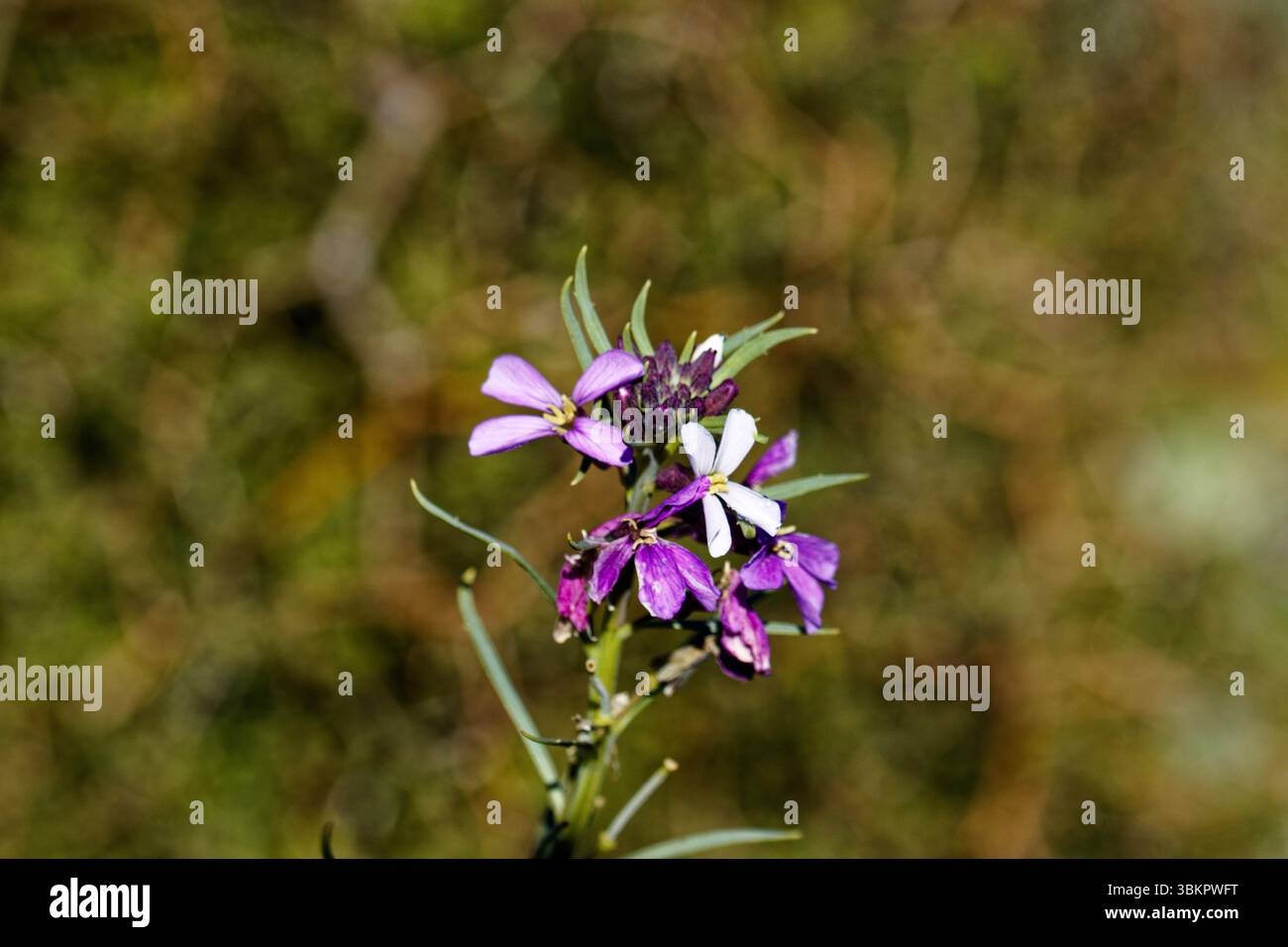 Erysimum linifolium: This flowering wallflower is an evergreen ...