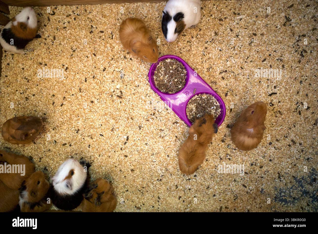 Adorable Roborovski Dwarf Hamsters, cute hamsters eating food from bowl ...