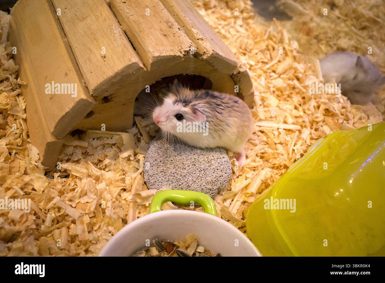 Adorable Roborovski Dwarf Hamsters, cute hamsters peeking out of their ...