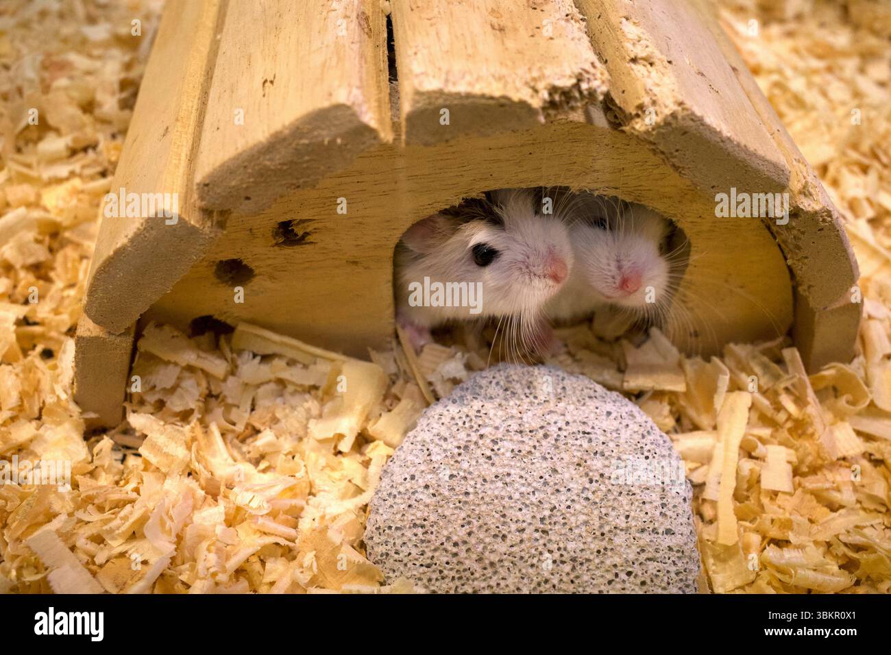 Adorable Roborovski Dwarf Hamsters, cute hamsters peeking out of their ...