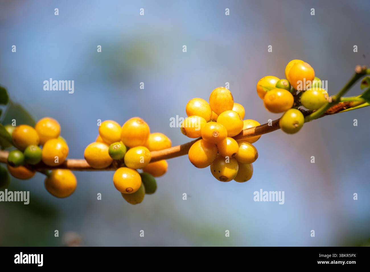 Yellow coffee bean berry plant fresh seed coffee tree growth in Yellow ...