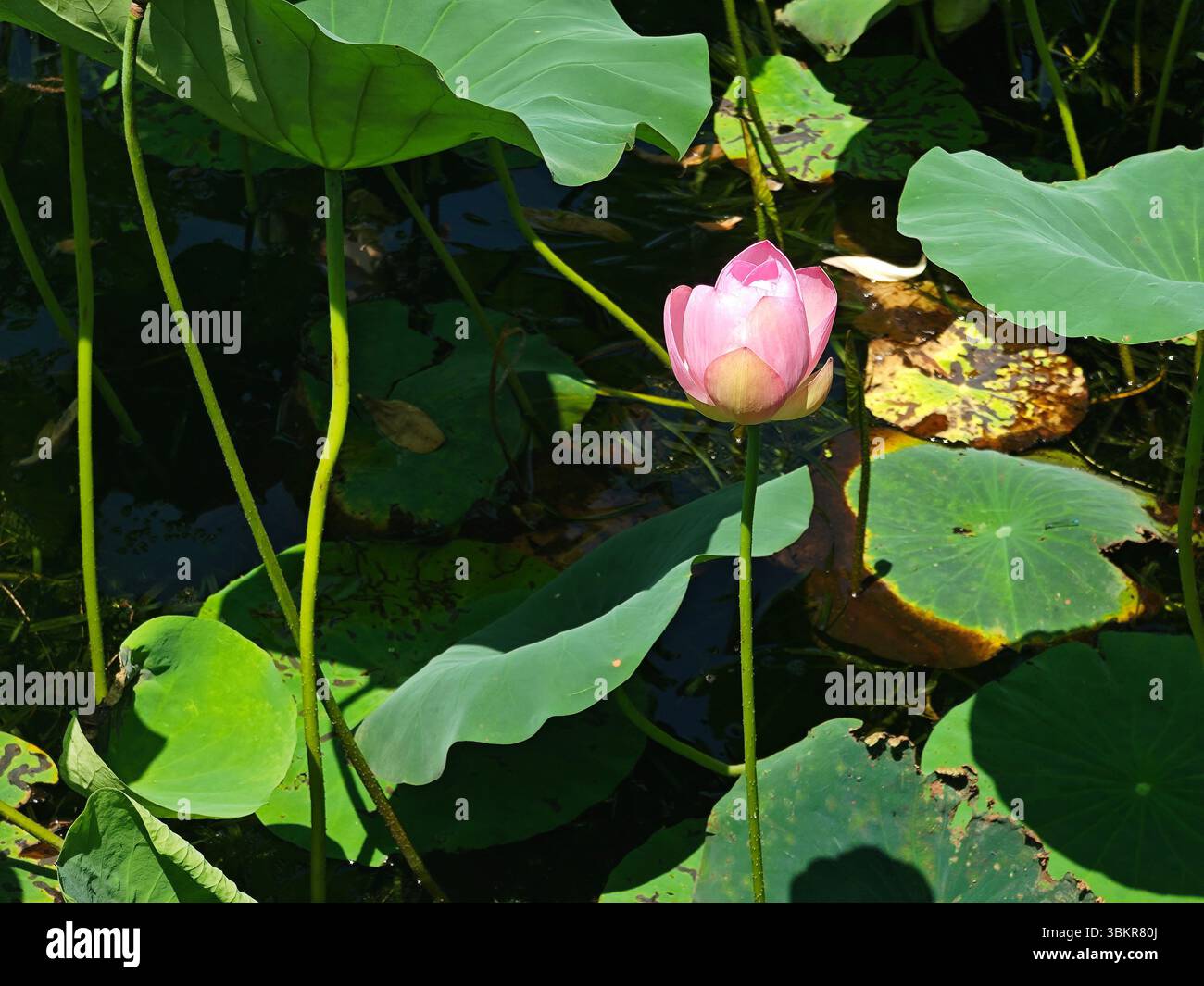 pink lotus flower bud ready to blossom in the pond Stock Photo - Alamy
