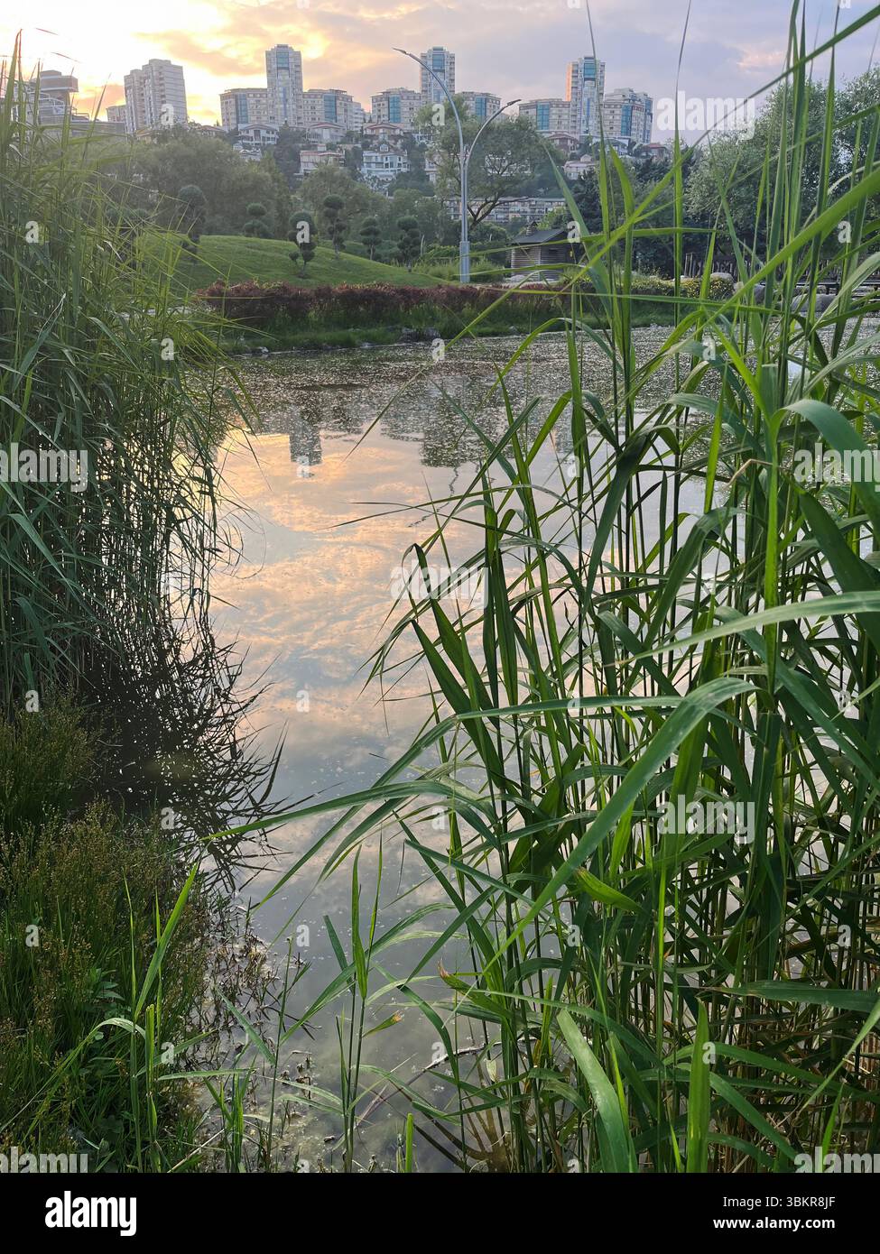 Public park view with clouds reflection and behind white pollen ...