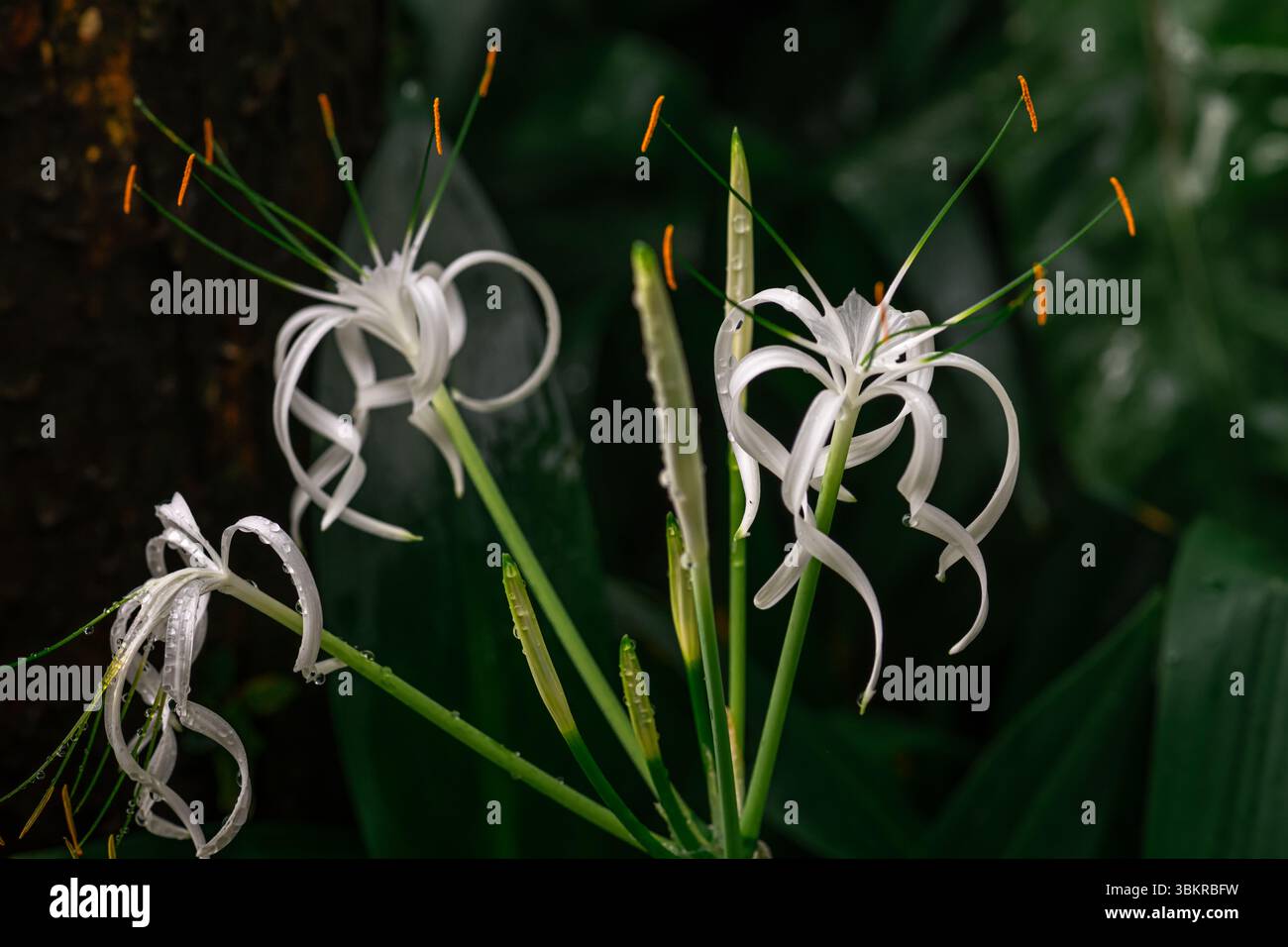 Crinum asiaticum, commonly known as poison bulb, giant crinum lily ...
