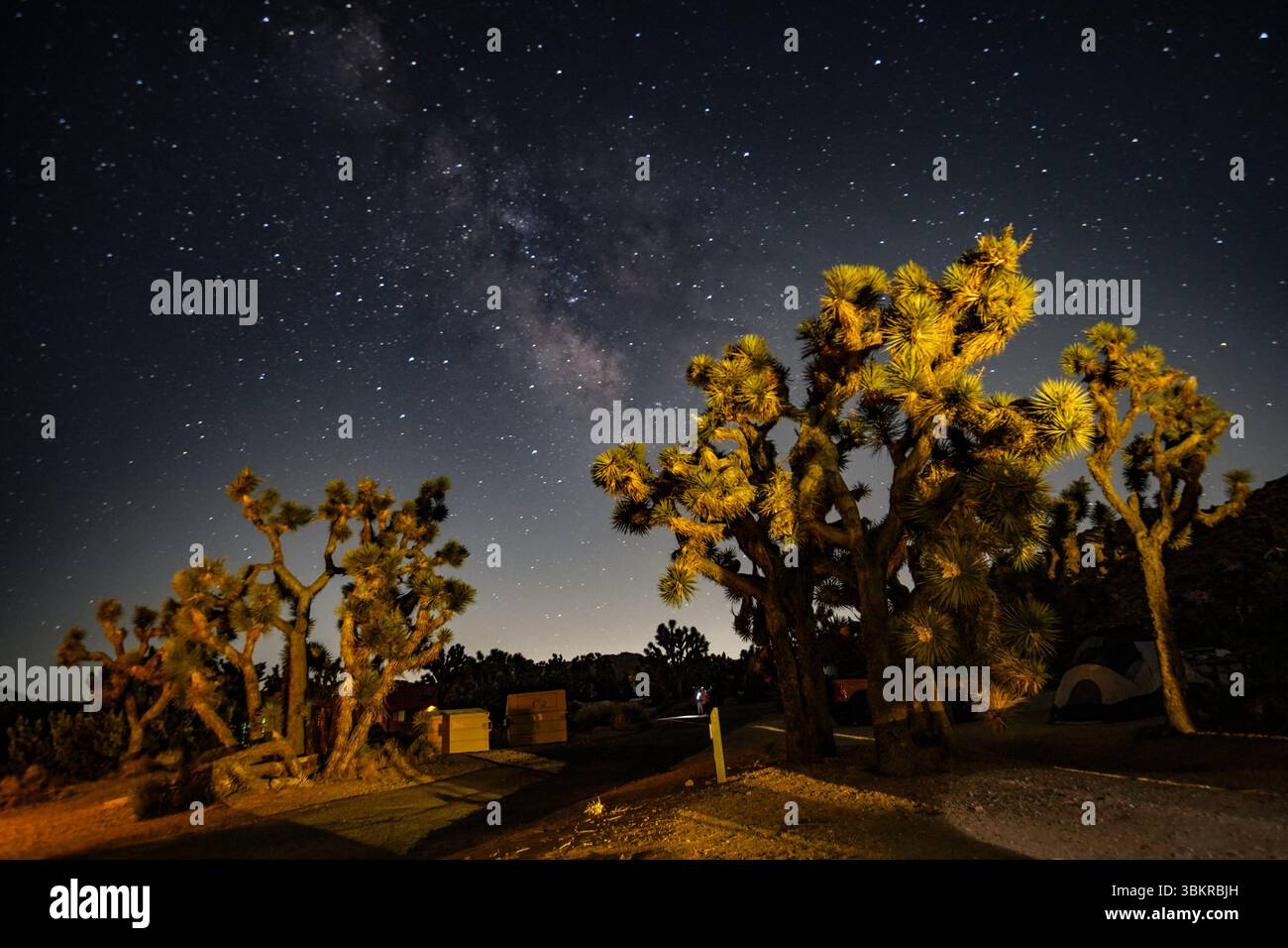 The stars are clearly seen on the skies above the Joshua Tree National ...