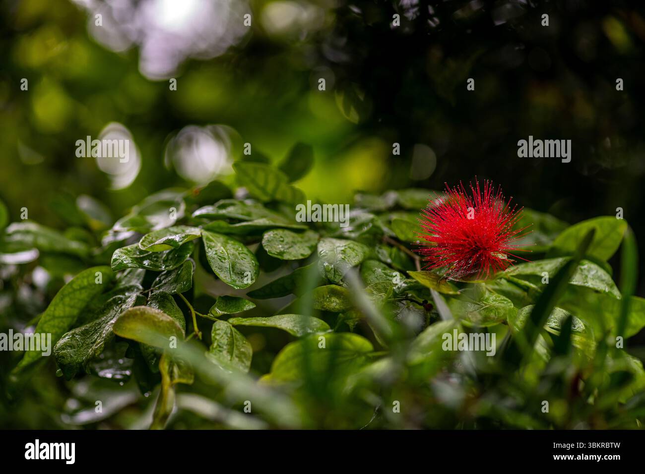 Ohia lehua blossom hi-res stock photography and images - Alamy